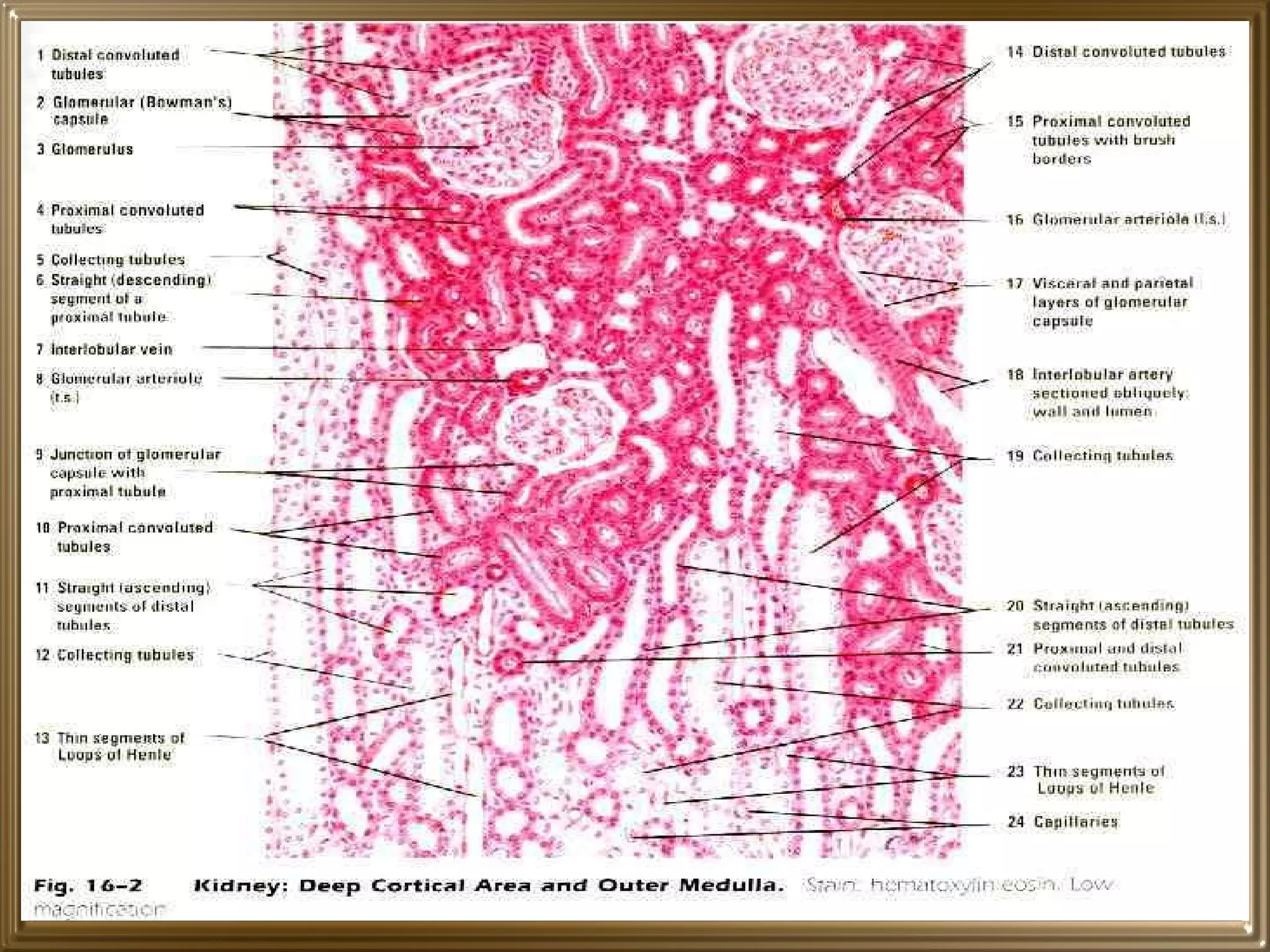 Microstructure of kidney and ureter part 1 | PPT