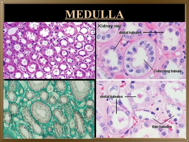 Microstructure of kidney and ureter part 1 | PPT