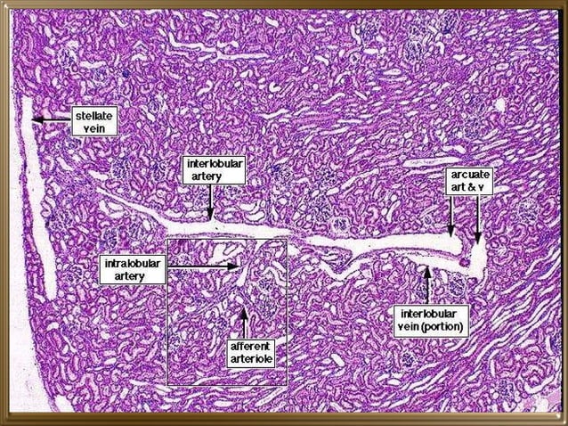 Microstructure of kidney and ureter part 1 | PPT