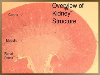 Microstructure of kidney and ureter part 1 | PPT