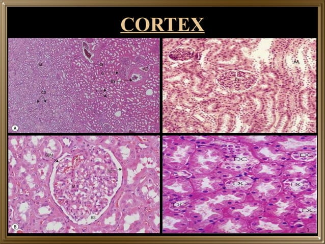 Microstructure of kidney and ureter part 1 | PPT