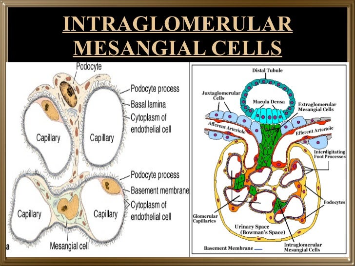 Microstructure of kidney and ureter part 1