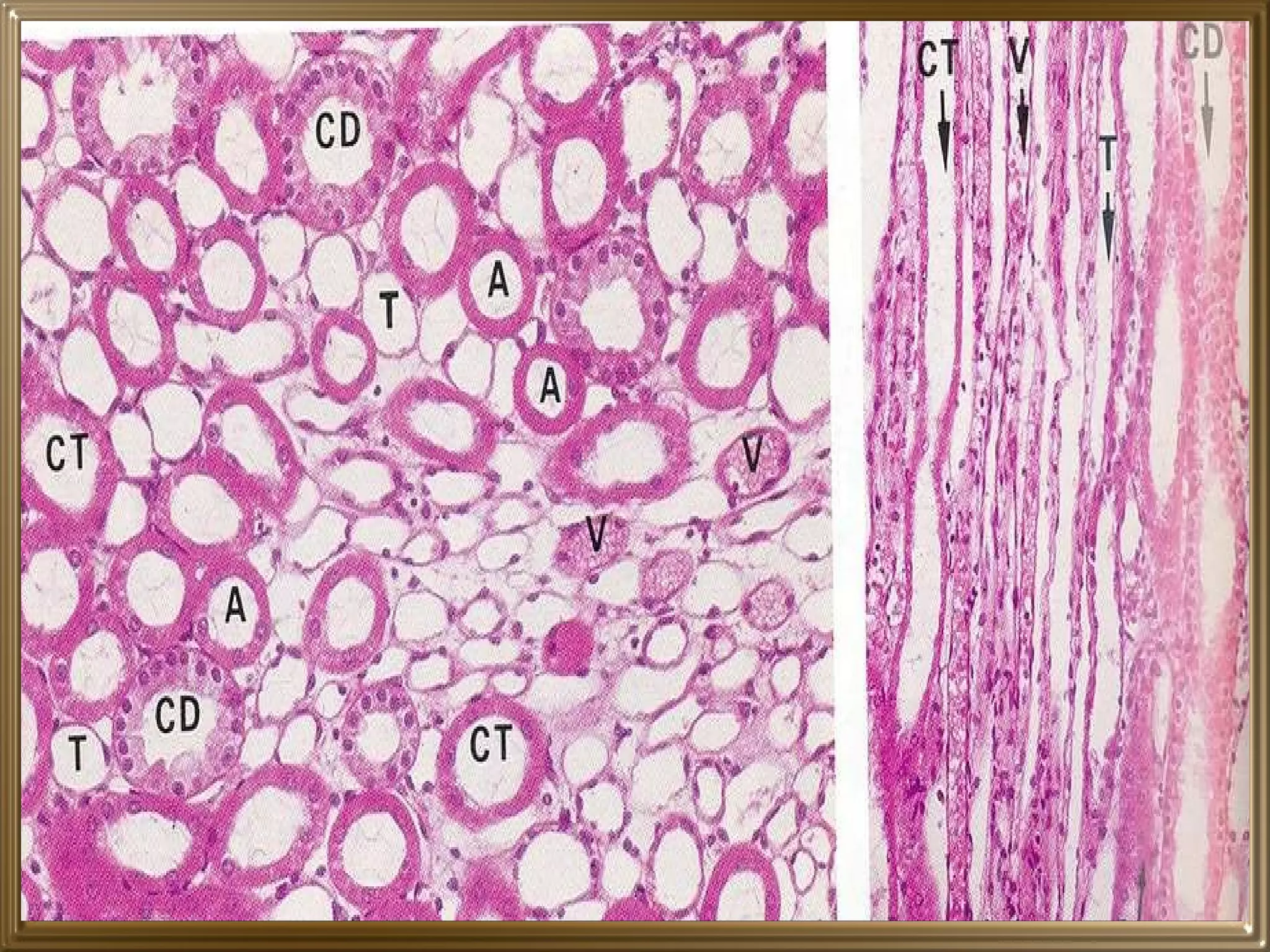 Microstructure of kidney and ureter part 1 | PPT