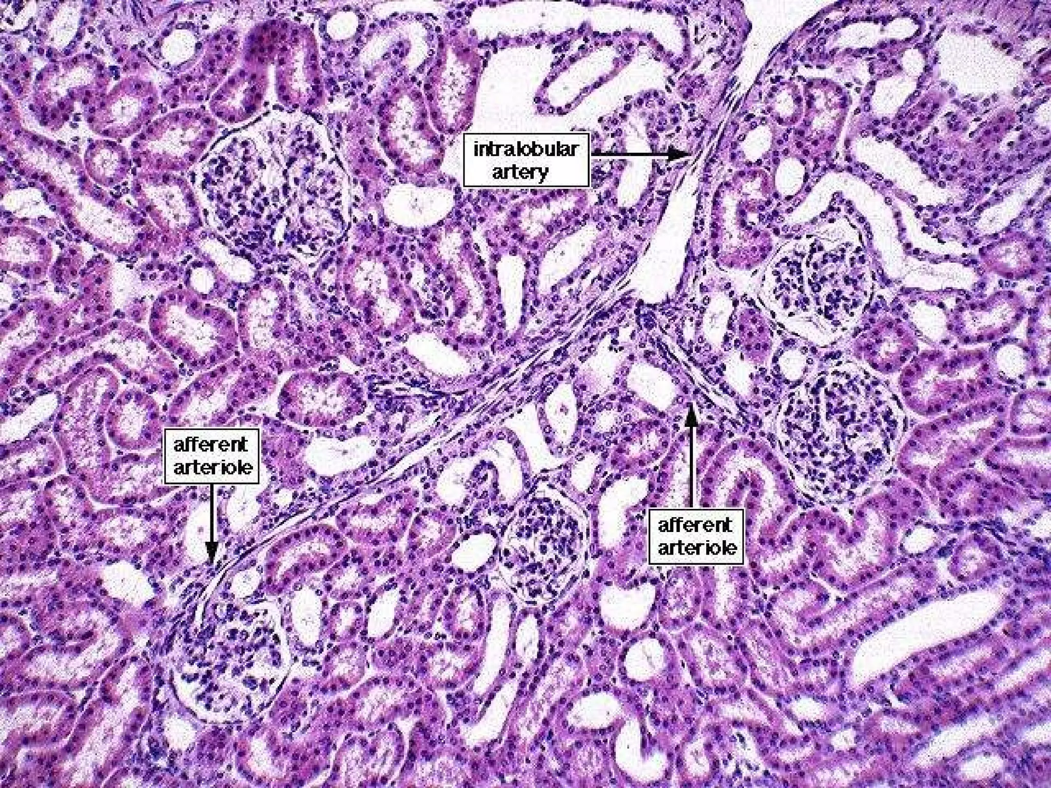 Microstructure of kidney and ureter part 1 | PPT