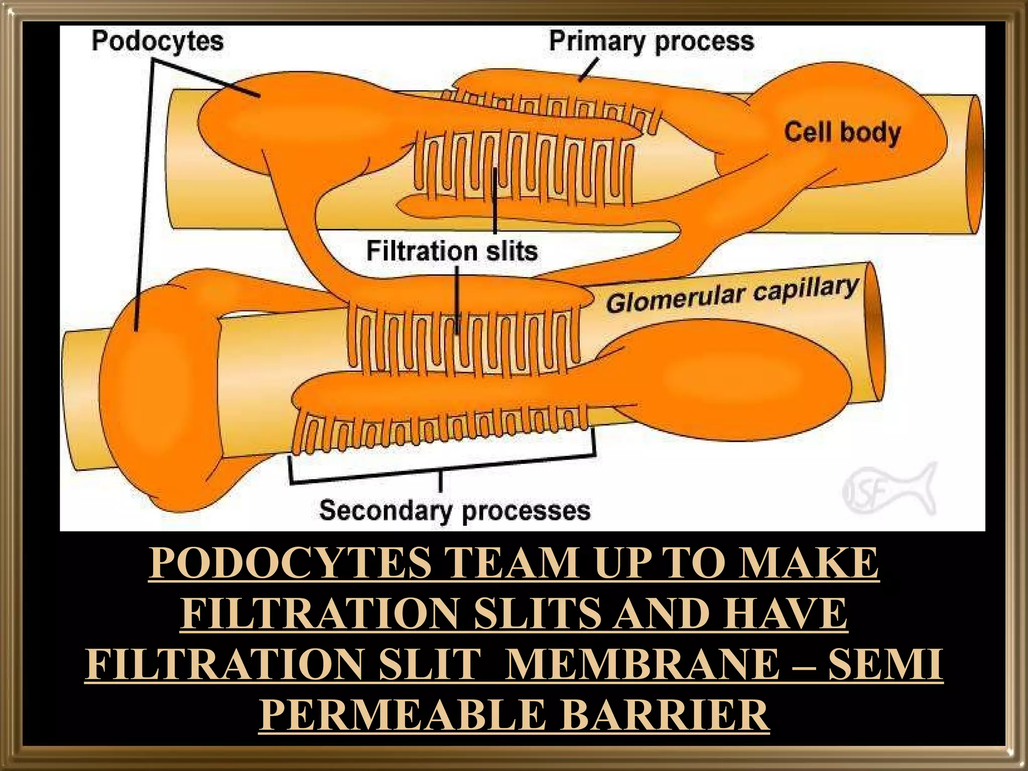 Microstructure of kidney and ureter part 1 | PPT