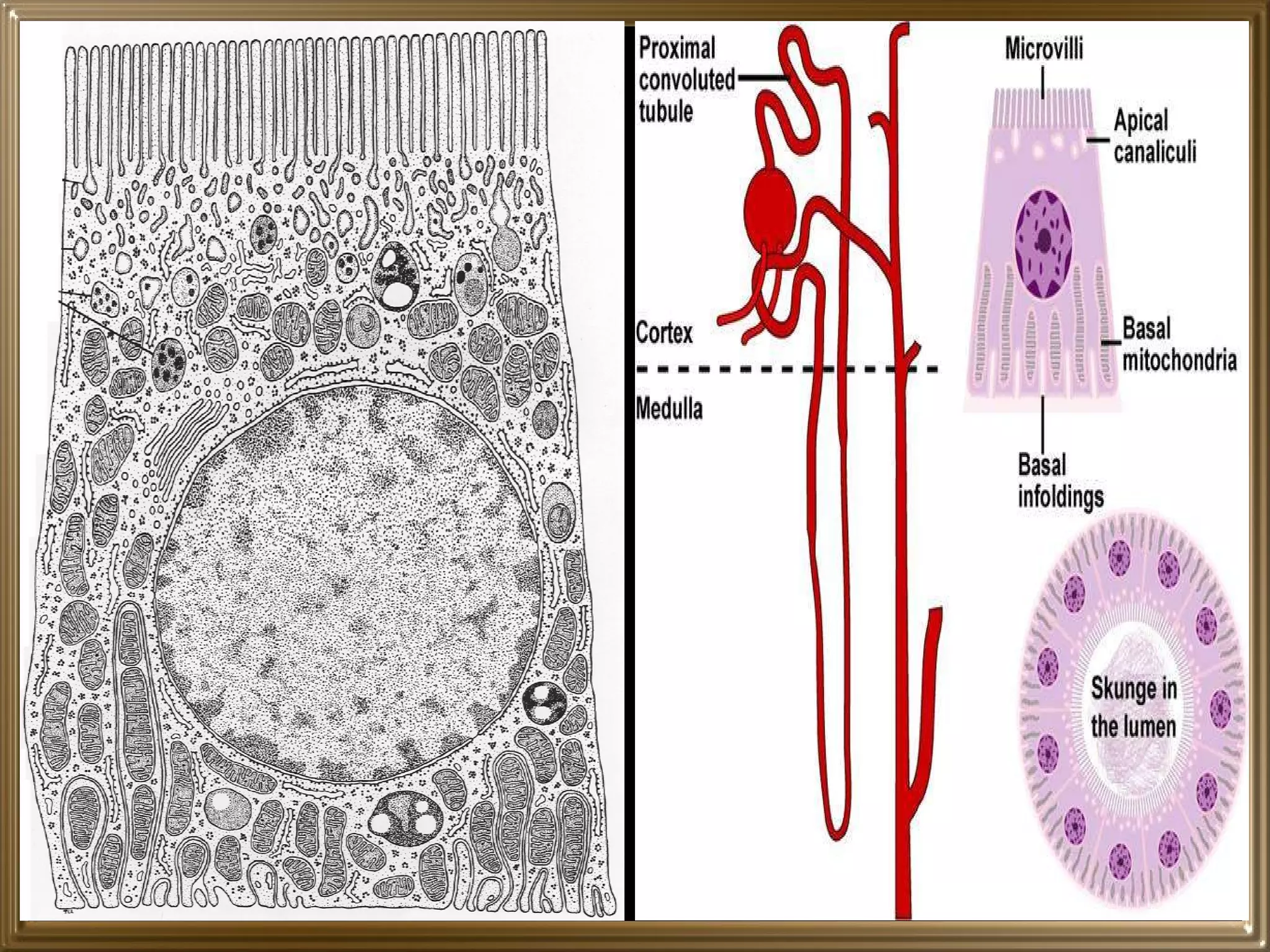 Microstructure of kidney and ureter part 1 | PPT