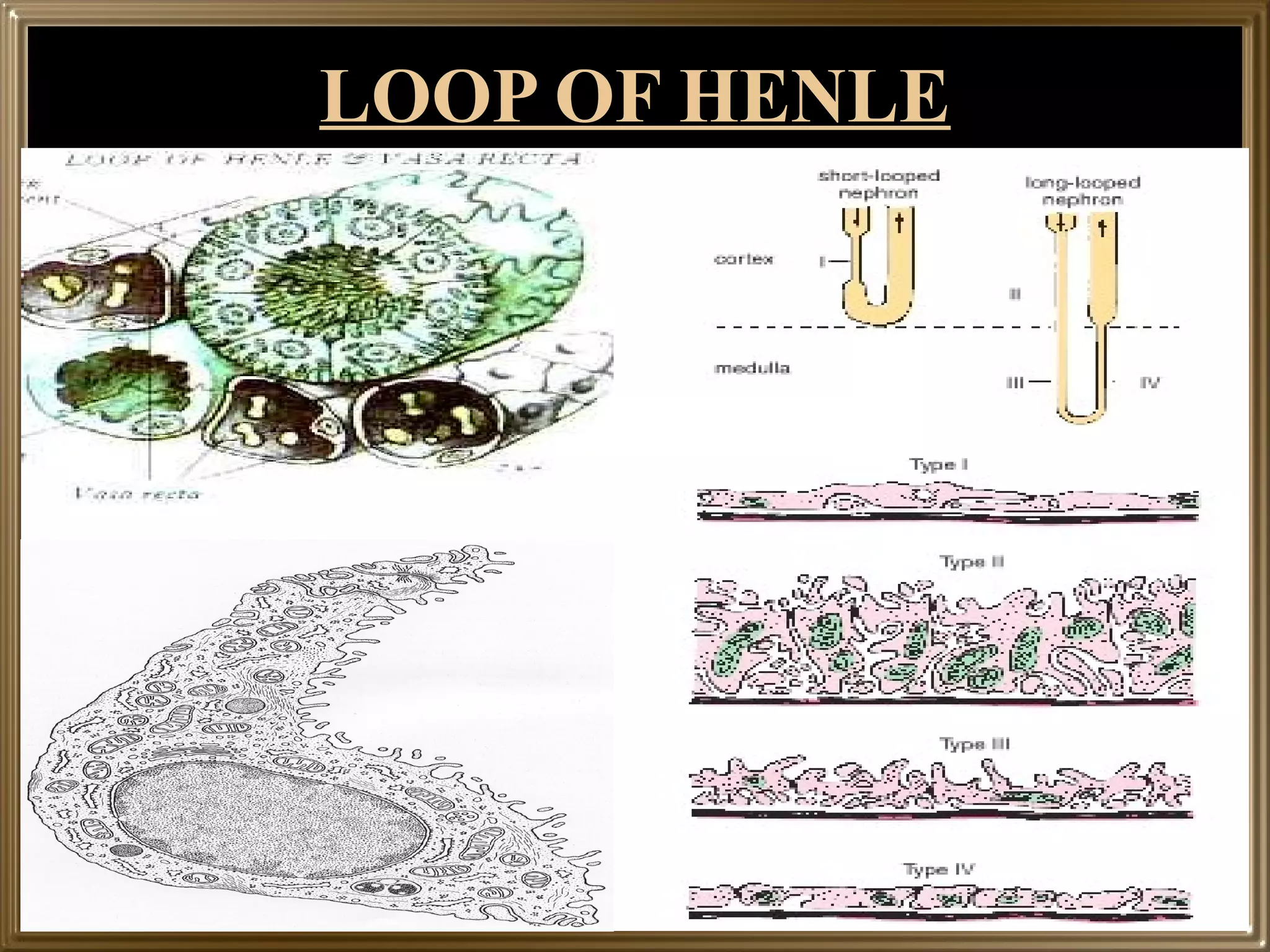 Microstructure of kidney and ureter part 1 | PPT