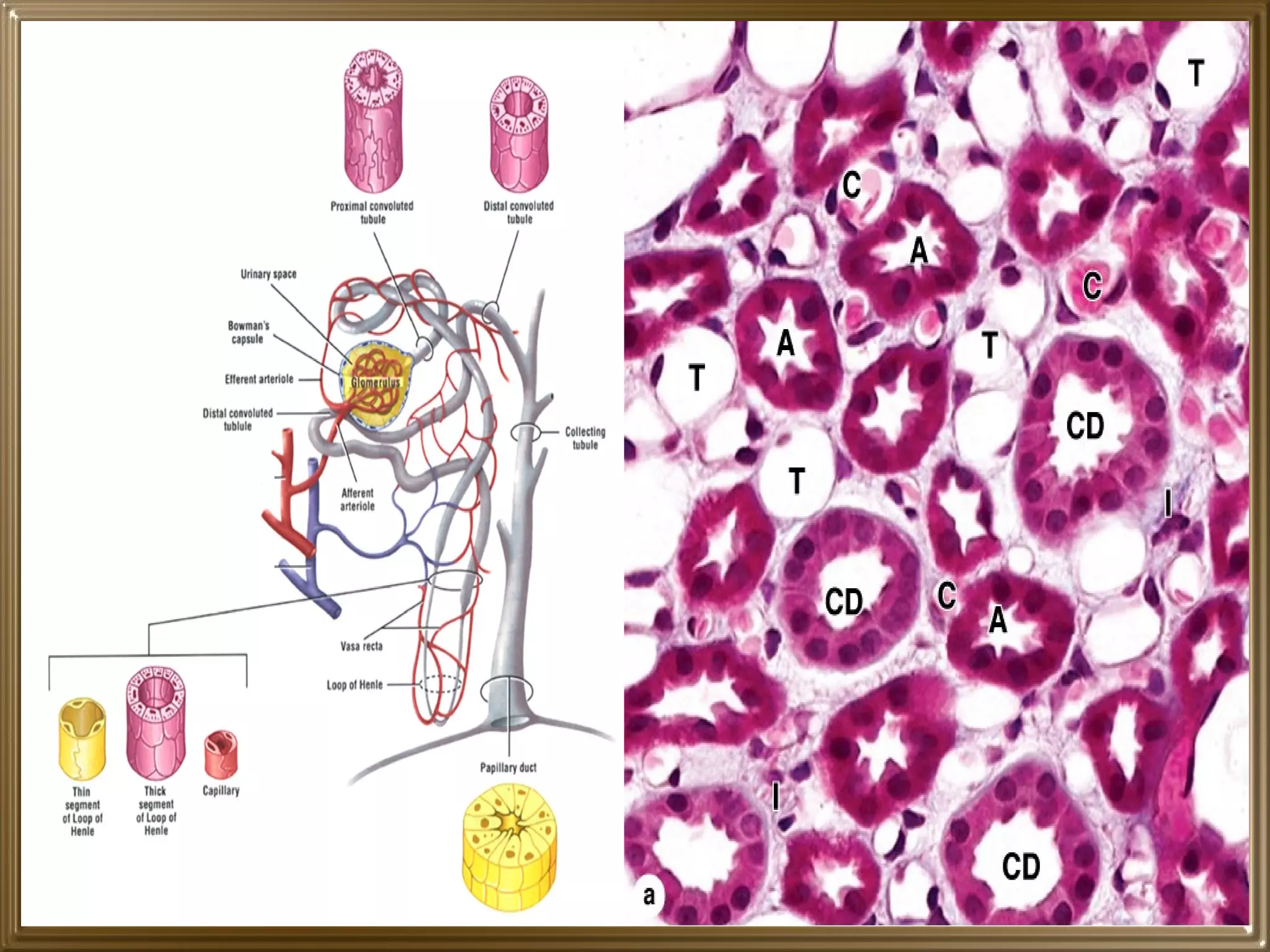 Microstructure of kidney and ureter part 1 | PPT