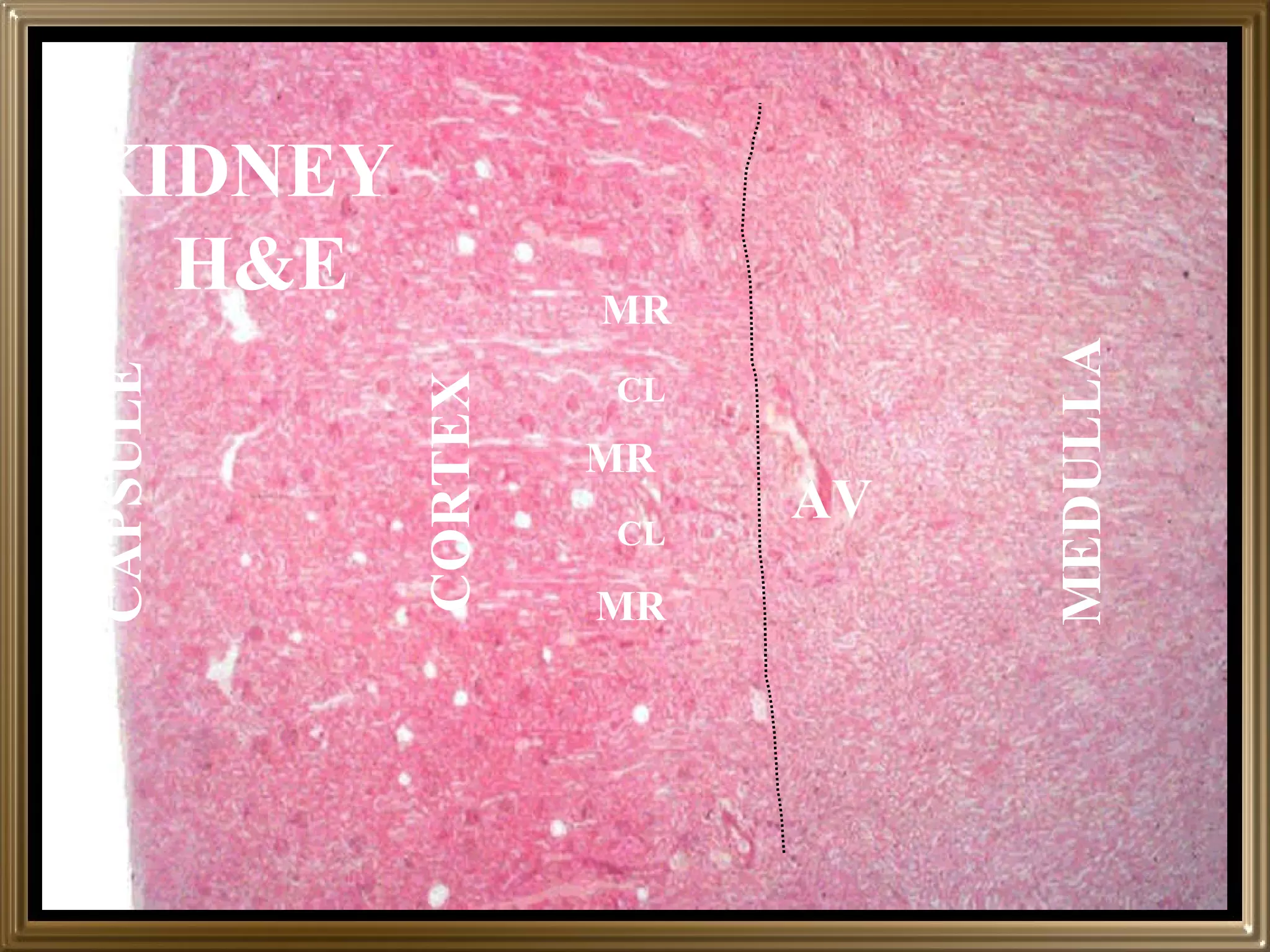 Microstructure of kidney and ureter part 1 | PPT