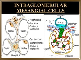 Microstructure of kidney and ureter part 1 | PPT