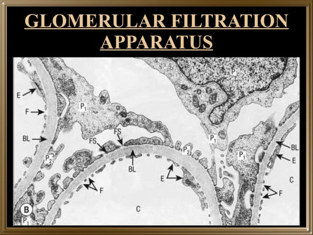 Microstructure of kidney and ureter part 1 | PPT