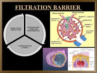 Microstructure of kidney and ureter part 1 | PPT