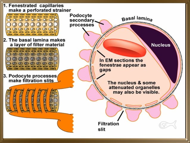 Microstructure of kidney and ureter part 1 | PPT