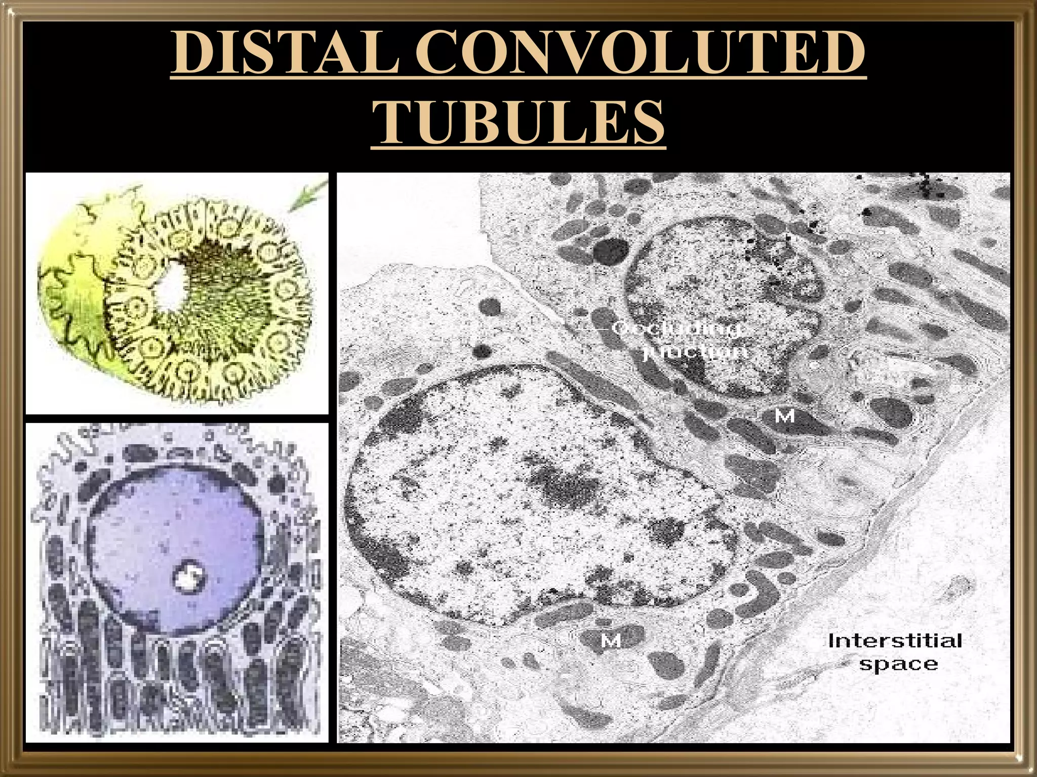 Microstructure of kidney and ureter part 2 | PPT