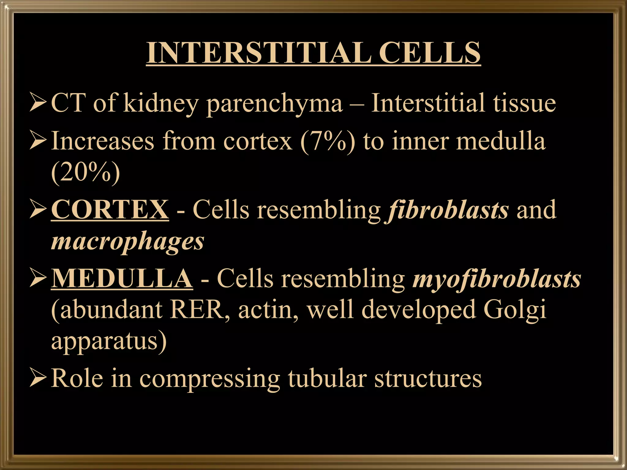 Microstructure of kidney and ureter part 2 | PPT