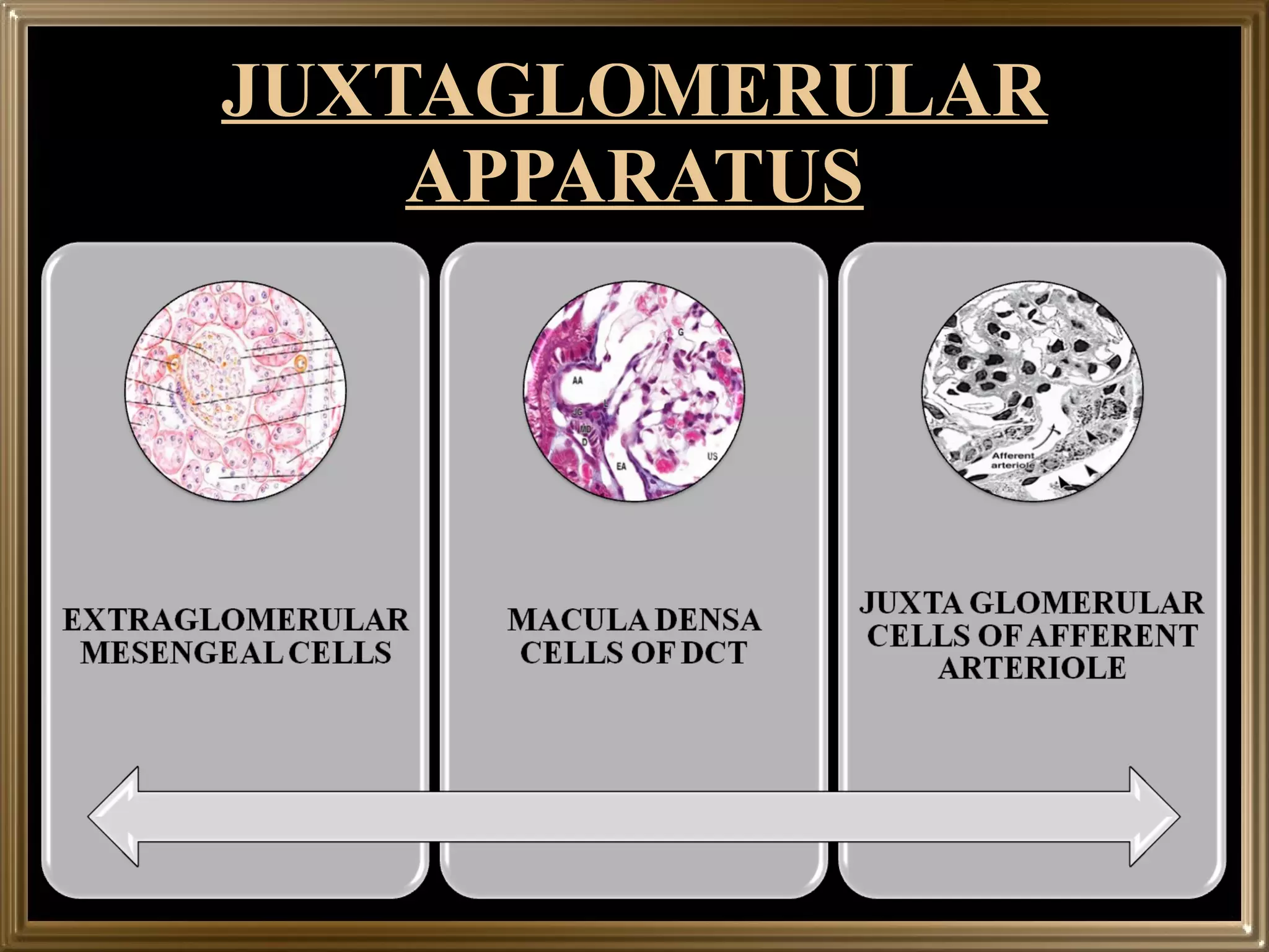 Microstructure of kidney and ureter part 2 | PPT