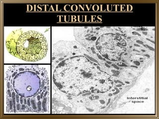 Microstructure of kidney and ureter part 2 | PPT