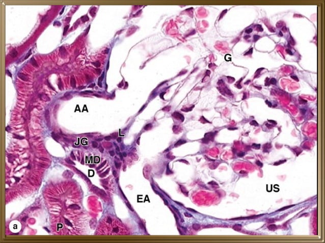 Microstructure of kidney and ureter part 2 | PPT