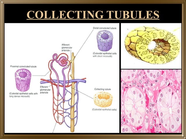 Microstructure of kidney and ureter part 2 | PPT