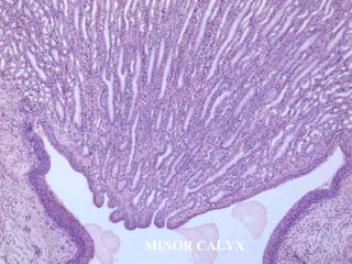 Microstructure of kidney and ureter part 2 | PPT