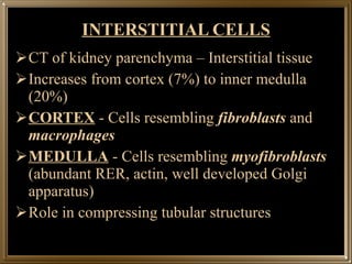 Microstructure of kidney and ureter part 2 | PPT