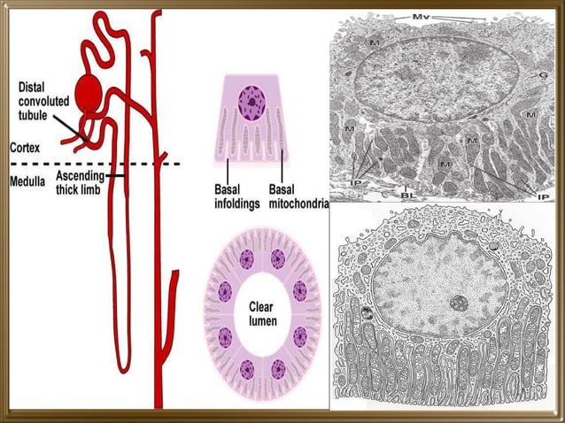 Microstructure of kidney and ureter part 2 | PPT