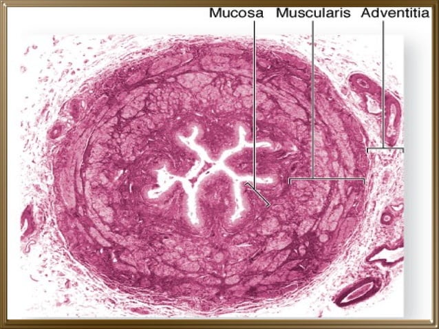 Microstructure of kidney and ureter part 2 | PPT