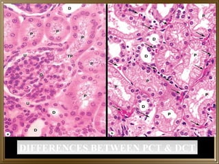 Microstructure of kidney and ureter part 2 | PPT