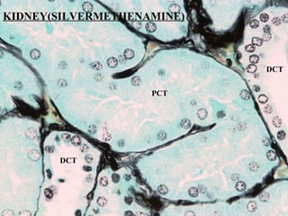 Microstructure of kidney and ureter part 2 | PPT