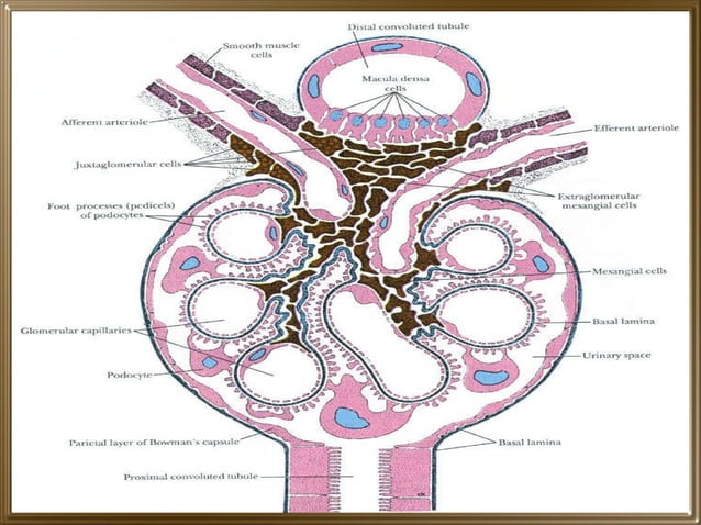 Microstructure of kidney and ureter part 2 | PPT