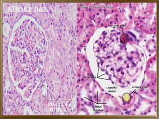 Microstructure of kidney and ureter part 2 | PPT
