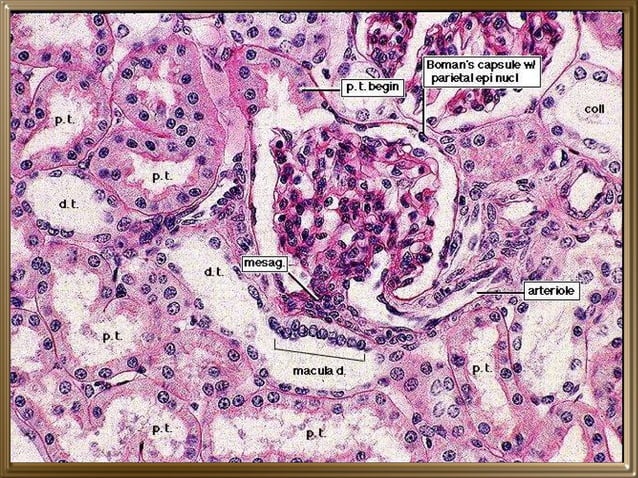 Microstructure of kidney and ureter part 2 | PPT