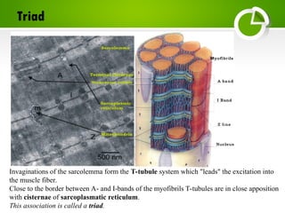 Microstructure_of_Muscle_Tissue_26_11_18.ppt