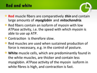 Microstructure_of_Muscle_Tissue_26_11_18.ppt