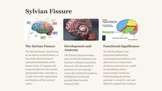 Microsurgical-Anatomy-of-Sylvian-Cistern.pptx