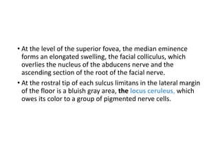 Microsurgical anatomy of fourth ventricle | PPTX