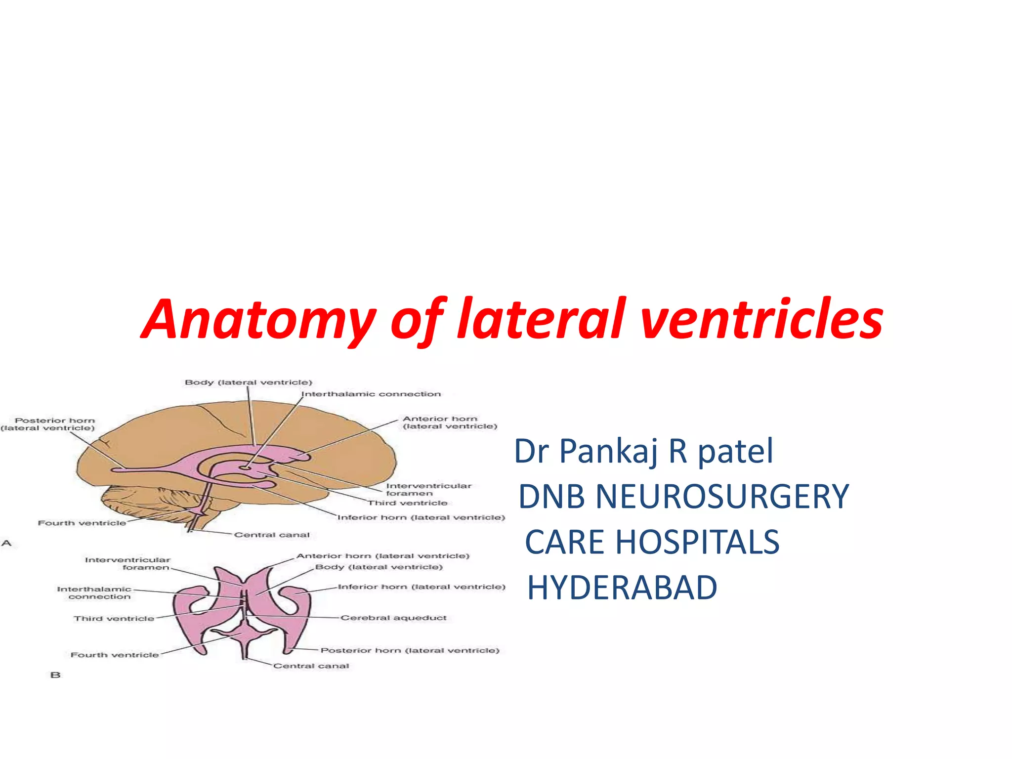 Microsurgical anatomy of lateral ventricles | PPTX