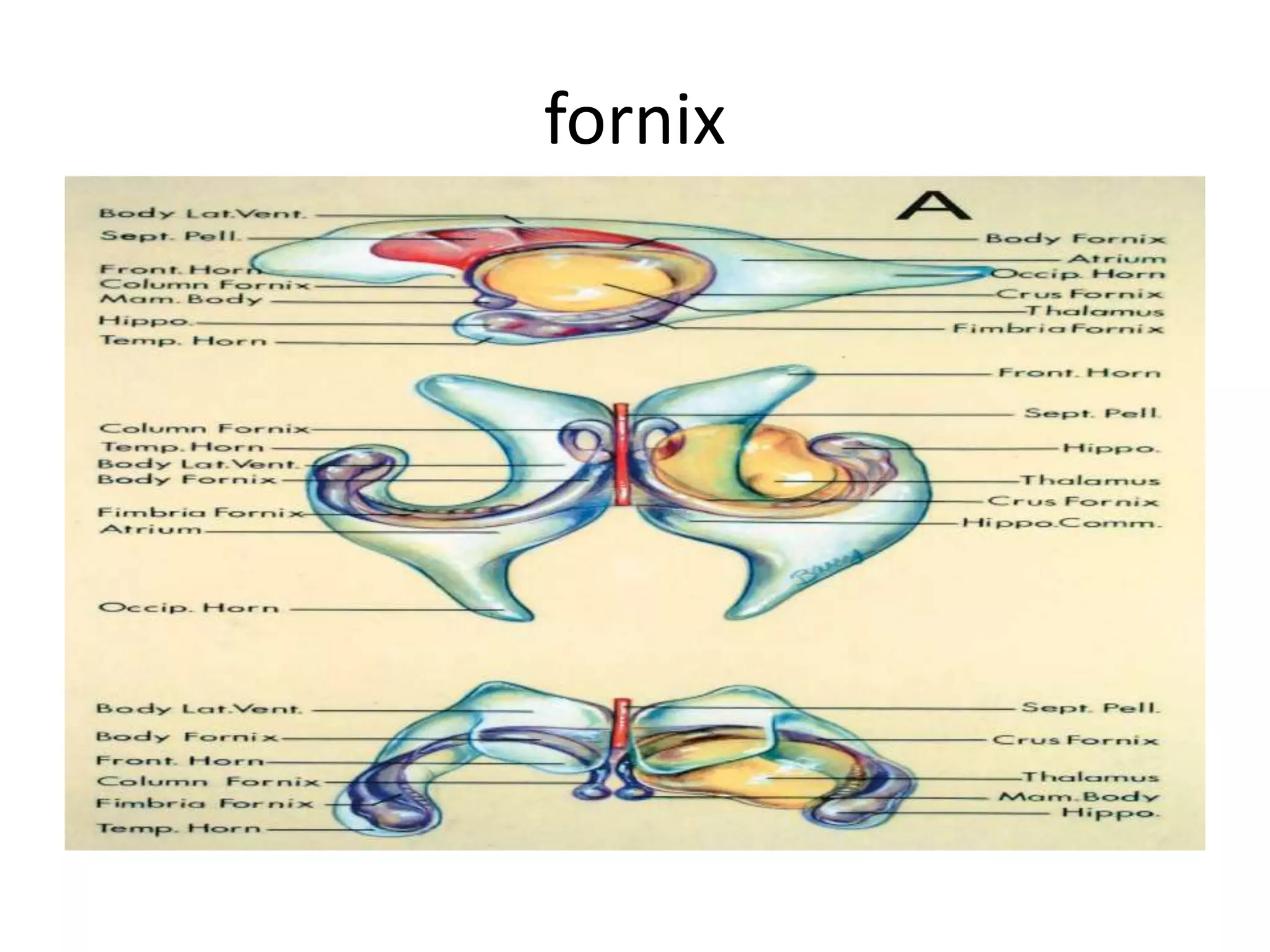 Microsurgical anatomy of lateral ventricles | PPTX