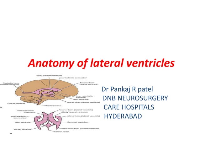 Microsurgical anatomy of lateral ventricles | PPTX | Brain and Nervous ...