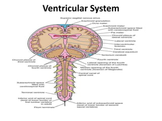 Microsurgical anatomy of lateral ventricles | PPTX