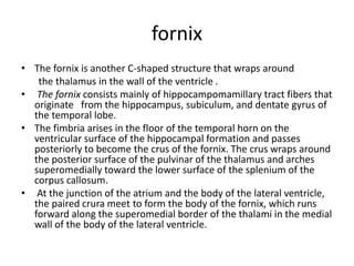 Microsurgical anatomy of lateral ventricles | PPTX | Brain and Nervous ...
