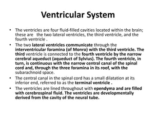 Microsurgical anatomy of lateral ventricles | PPTX
