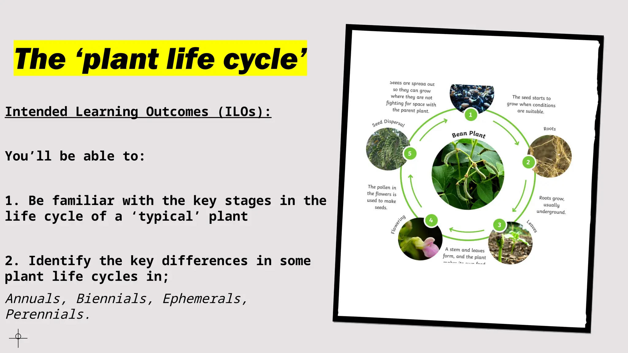 microteach Plant Life cycles powerpoint | PPT