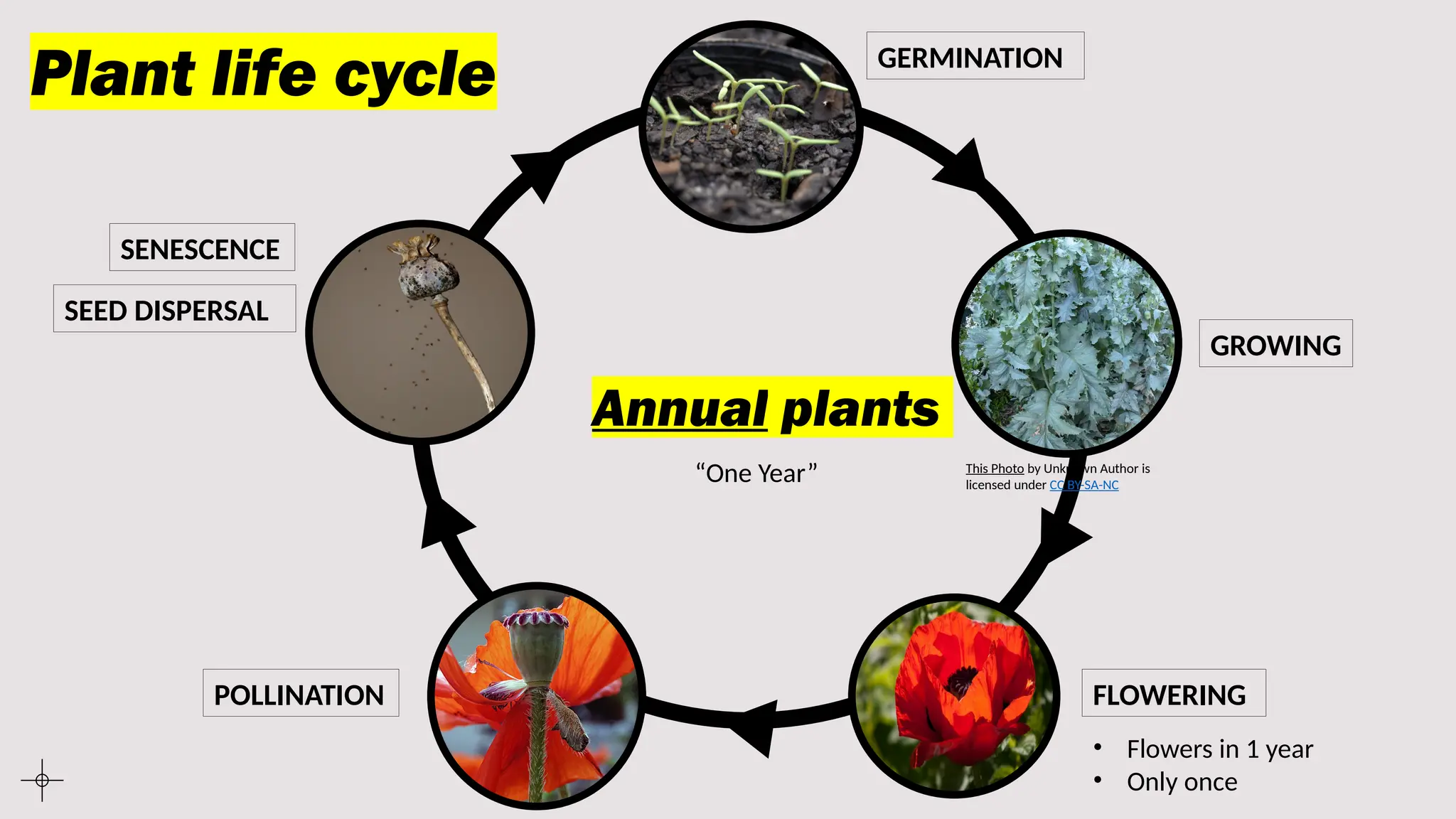 microteach Plant Life cycles powerpoint | PPT