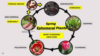 microteach Plant Life cycles powerpoint | PPT