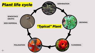 microteach Plant Life cycles powerpoint | PPT