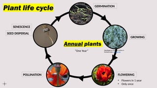 microteach Plant Life cycles powerpoint | PPTX