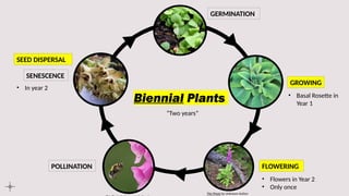 microteach Plant Life cycles powerpoint | PPT