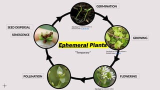 microteach Plant Life cycles powerpoint | PPTX