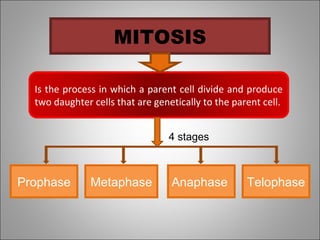 Microteaching-mitosis | PPT